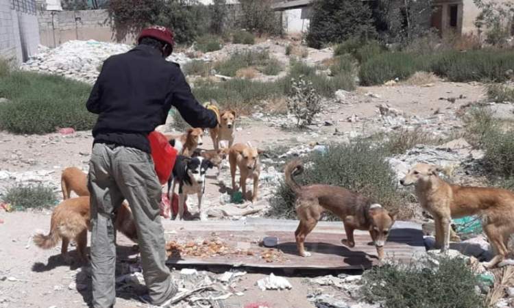 Extermination of 26 thousand stray dogs in the capital’s secretariat ...