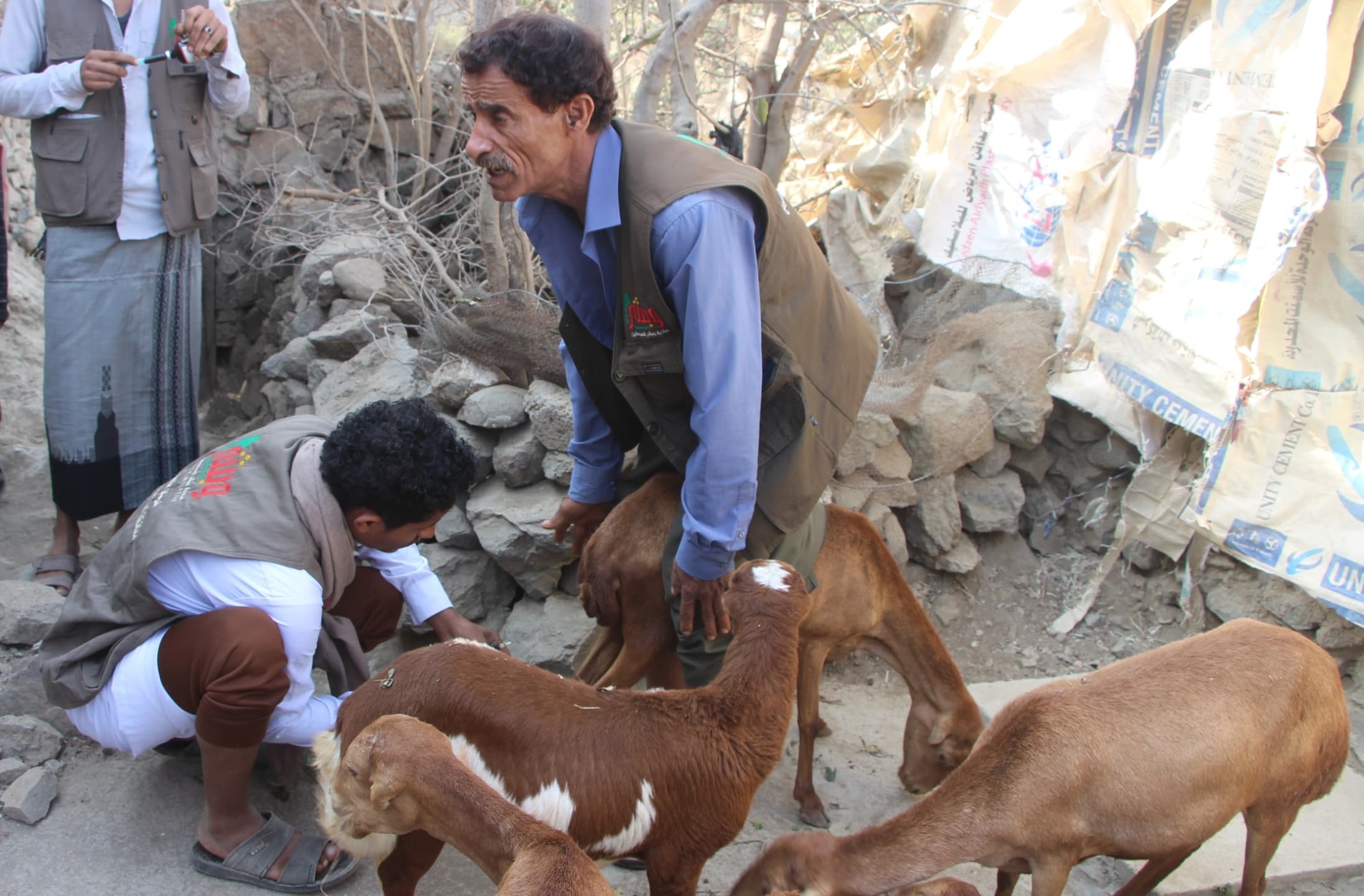 Veterinary Campaign To Protect Livestock In Al-Masrakh District | Al ...